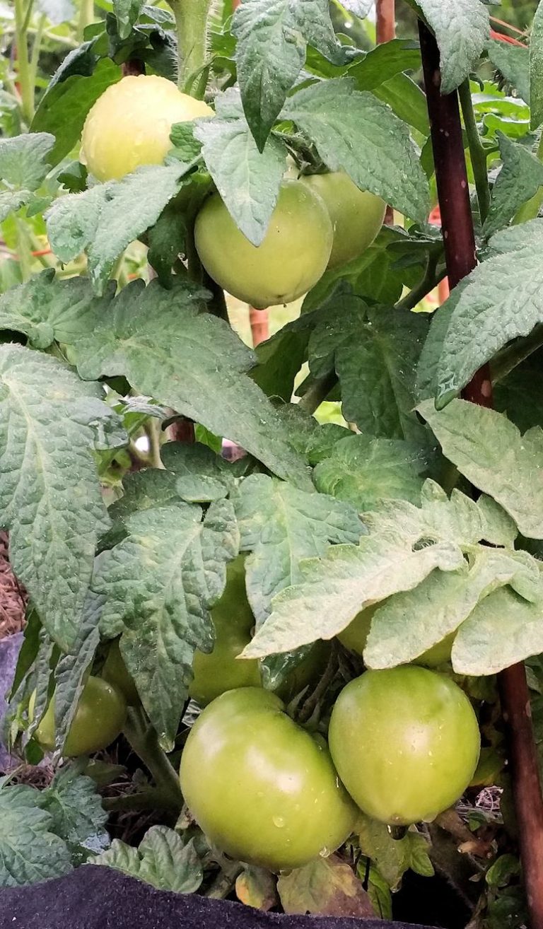 Growing Tomatoes in South Florida - Homegrown Tomatoes