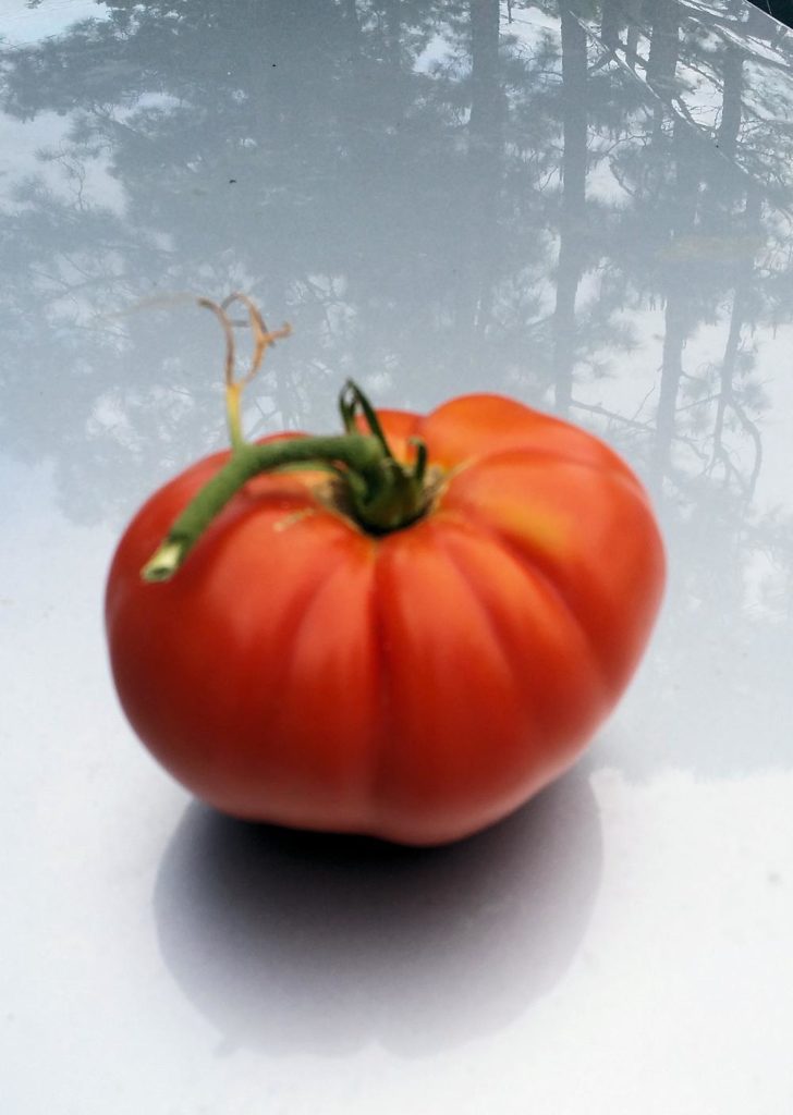 Growing Huge Tomatoes - Homegrown Tomatoes